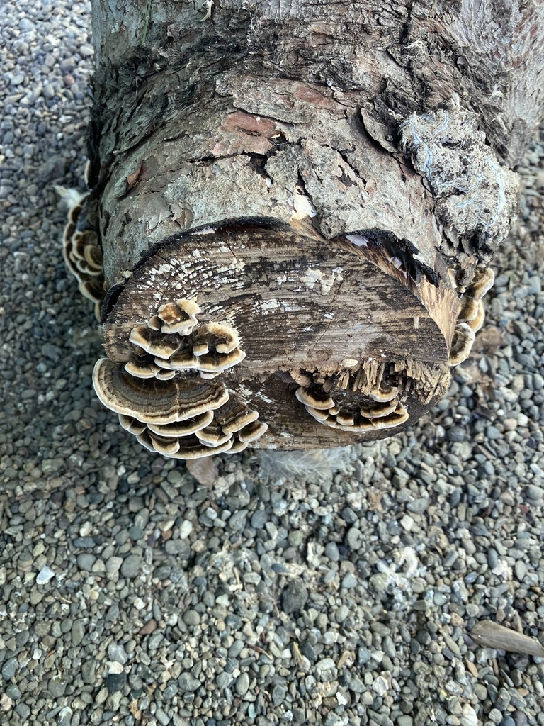 turkey-tail from Equine Ln, Davis, CA, US on October 3, 2022 at 09:33 ...
