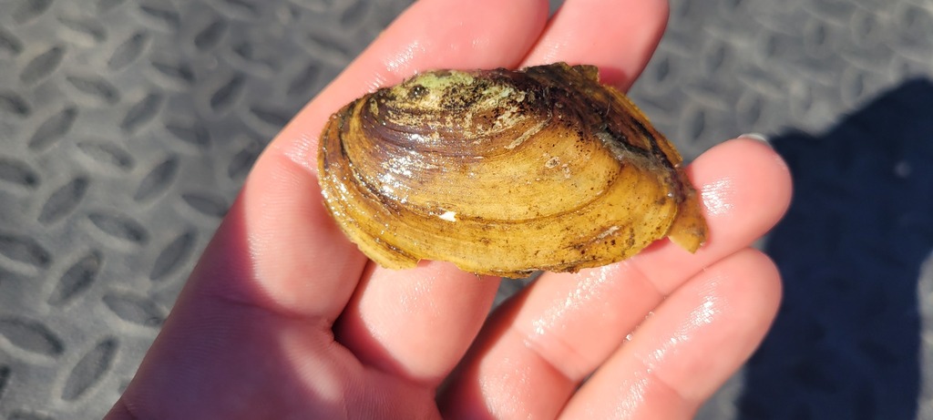 Fragile Papershell from Osage County, MO, USA on October 02, 2022 at 03 ...