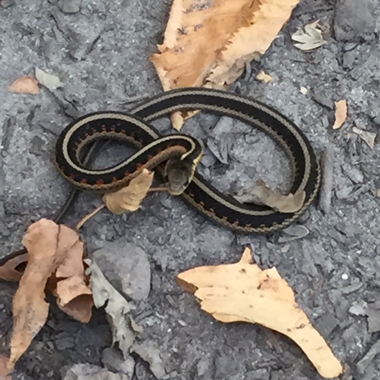 Common Garter Snake from Carver Park Reserve, Victoria, MN, US on ...