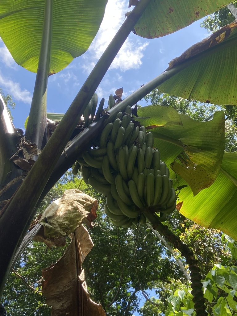 Musa banksii from Wooroonooran National Park, Wooroonooran, QLD, AU on ...