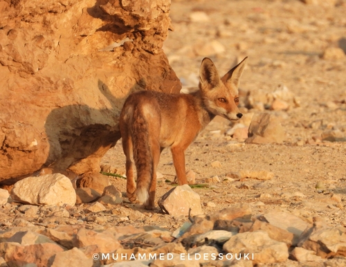Egyptian Red Fox (Subspecies Vulpes vulpes niloticus) · iNaturalist