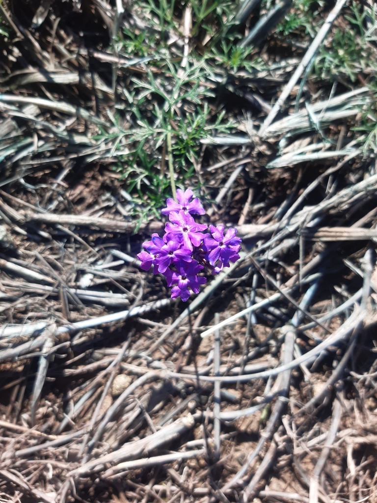 South American mock vervain by claudia bibiana · iNaturalist