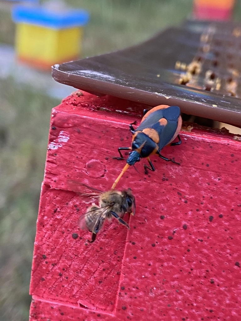 Florida Predatory Stink Bug from W Farmville Rd, Auburn, AL, US on ...