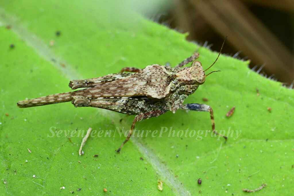 Bolivaritettix humeralis from 中国福建省龙岩市新罗区 on October 1, 2022 at 07:24 ...