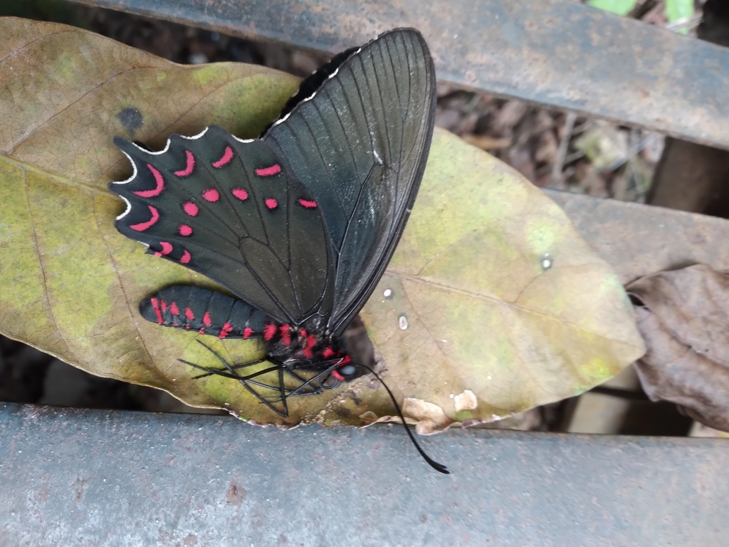 Pink-spotted Cattleheart from Cerro, Puerto Vallarta, Jal., México on ...