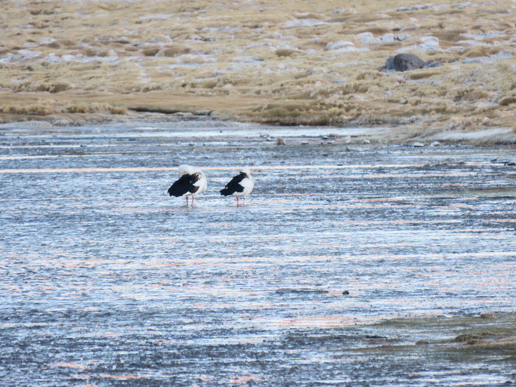 Andean Goose from Sur Lípez, Bolivia on August 27, 2022 at 05:57 PM by ...