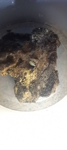 Coffee Ground Diarrhea