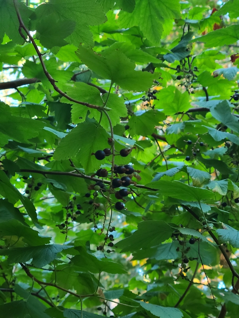 Stink Currant from Smelt Bay Provincial Campground, Cortes Island, BC ...