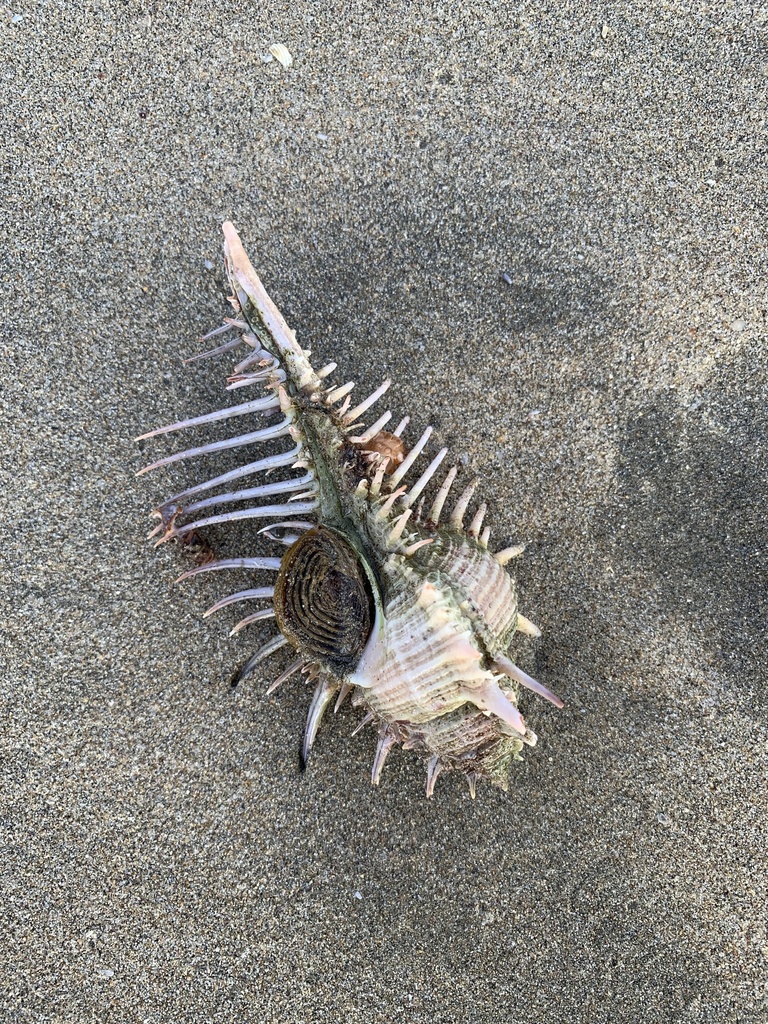 Venus' Comb Murex from 臺灣海峽, TW on October 04, 2022 at 03:43 PM by ...