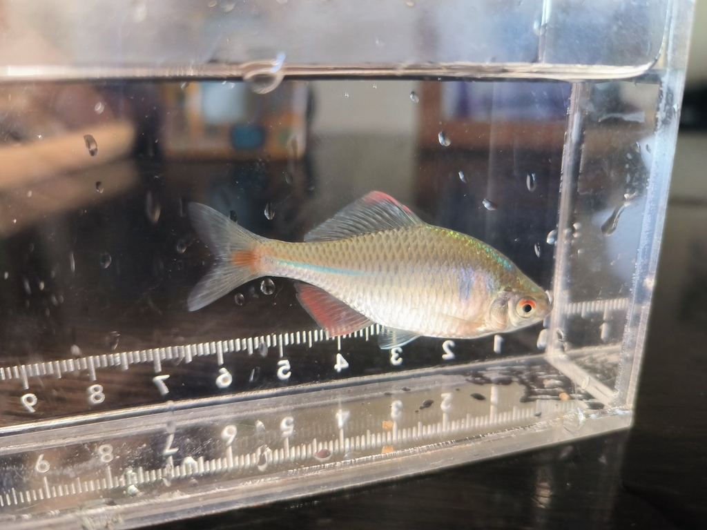 Rosy Bitterling from 黄草湾郊野公园 on October 4, 2022 at 04:49 PM by ...