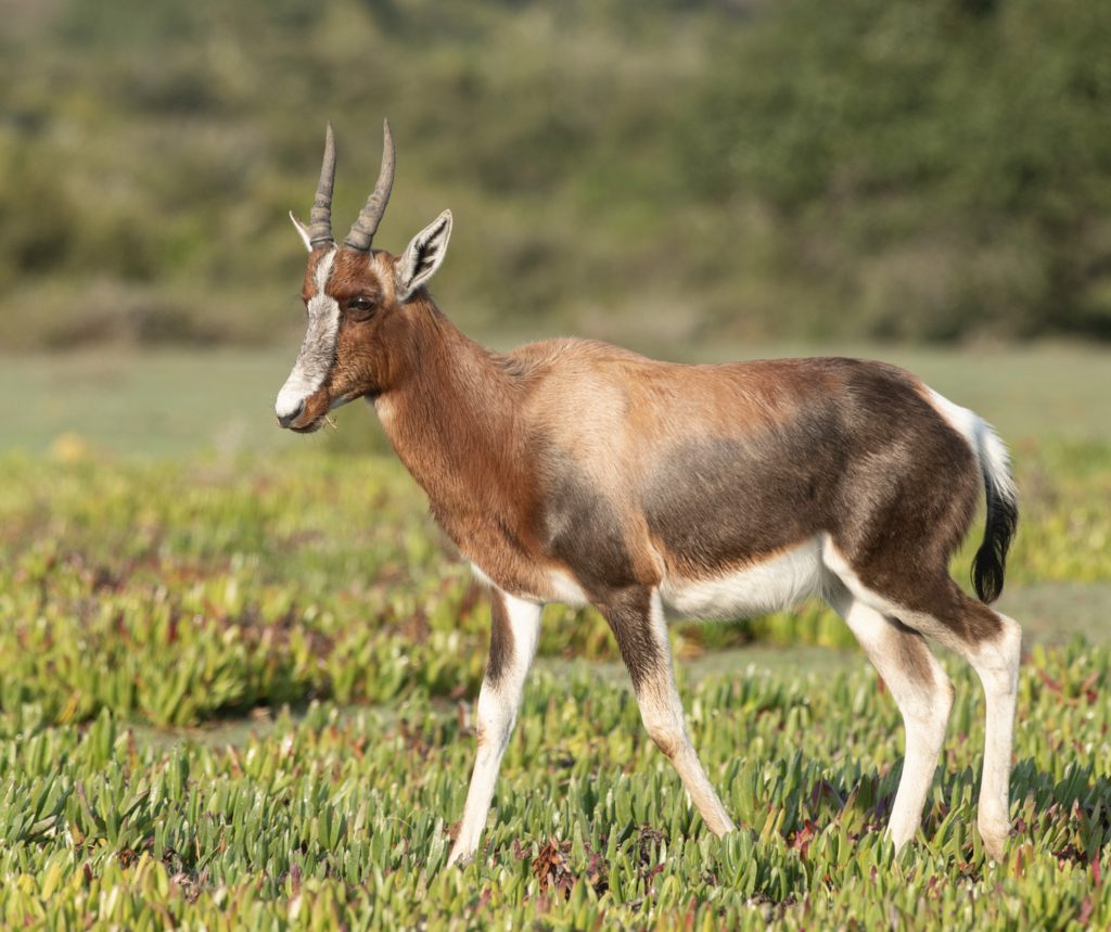 Bontebok from Overberg DC, South Africa on June 21, 2022 at 02:15 AM by ...