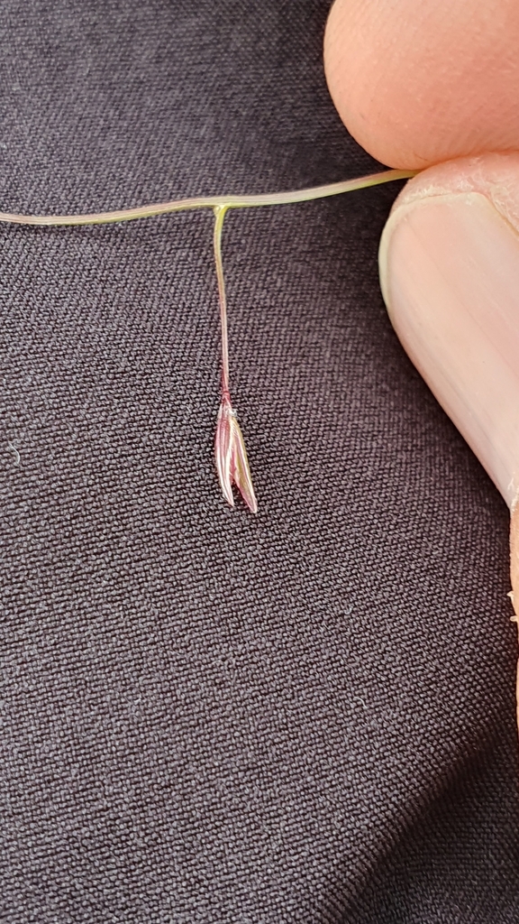 Finger Panic Grass in May 2021 by Dan · iNaturalist
