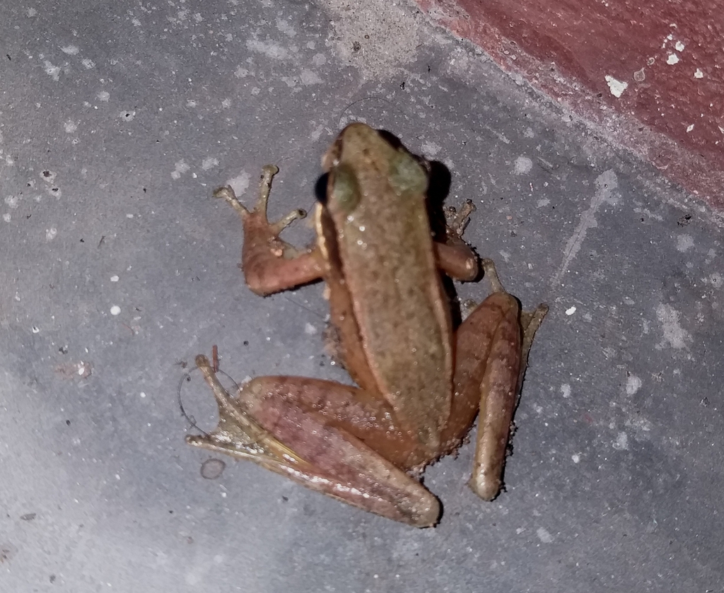 Amolops monticola from Darjiling, IN-WB, IN on September 30, 2022 at 08 ...