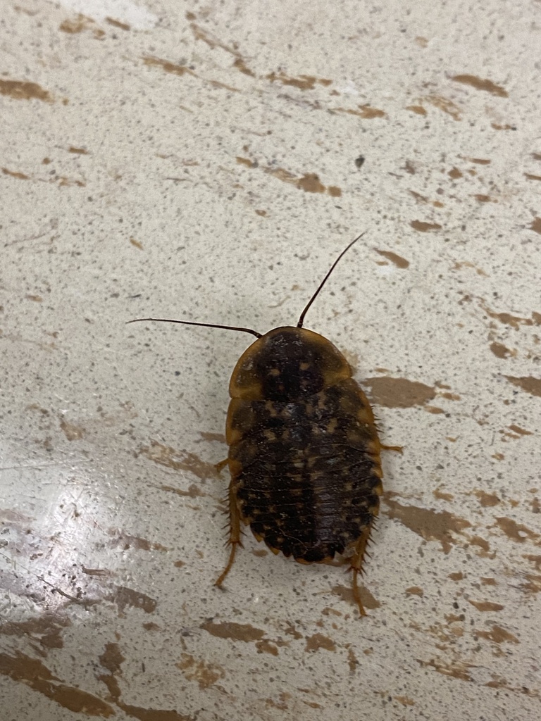 Dubia Cockroach from East Tennessee State University, Johnson City, TN ...