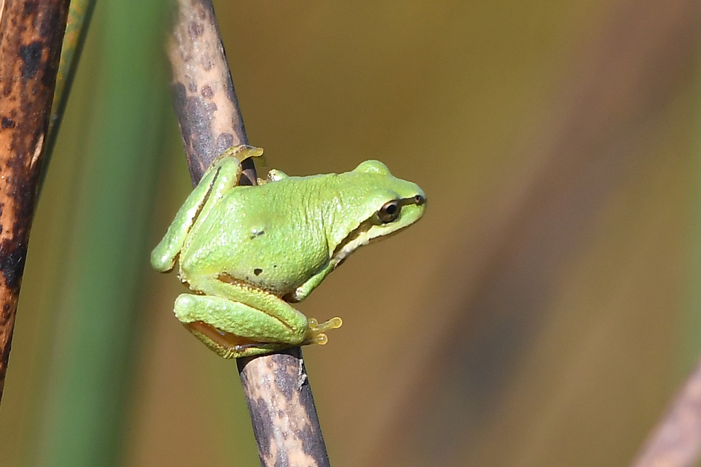 Northern Pacific Tree Frog from Coupeville, WA 98239, USA on October 03 ...