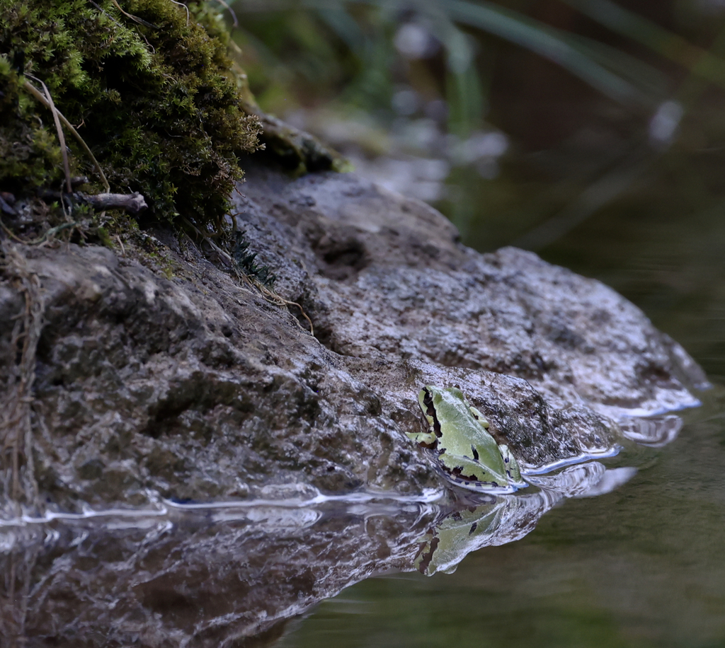 Arizona Tree Frog in October 2022 by janeyd · iNaturalist
