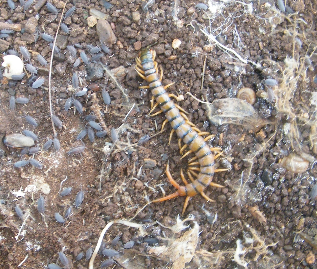 Australasian Giant Centipede from Baucau, Timor-Leste on December 20 ...