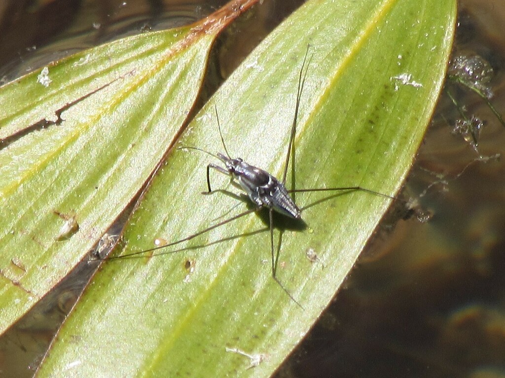 Neogerris hesione from Williamson County, TX, USA on October 04, 2022 ...