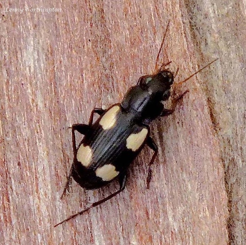 Tetragonoderus quadrisignatus · iNaturalist