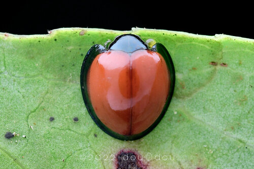 Chilocorus hauseri · NaturaLista Colombia
