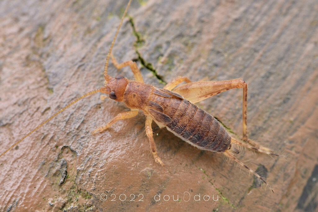 Slender Silent Bush Crickets from 中国云南省普洱市江城哈尼族彝族自治县 on July 24, 2022 ...