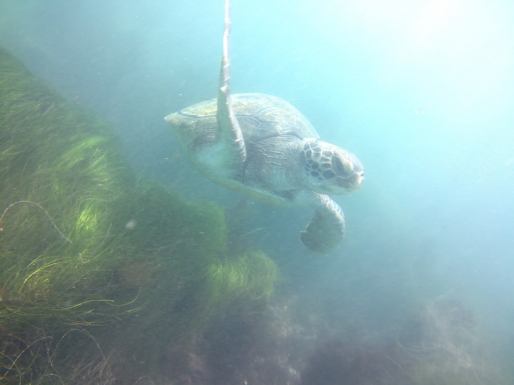 Green Sea Turtle in August 2016 by rangerc · iNaturalist