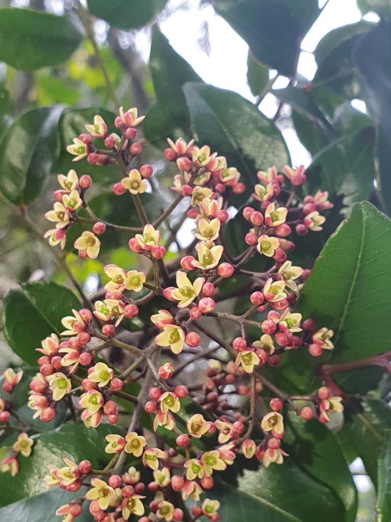 Satin Tree from 9GC3+FV Yabbra National Park, Yabbra NSW 2469 ...