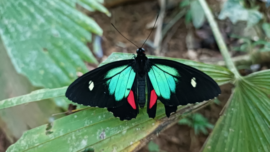 Green-celled Cattleheart from Isla Bastimentos, Bastimento, Panama on ...