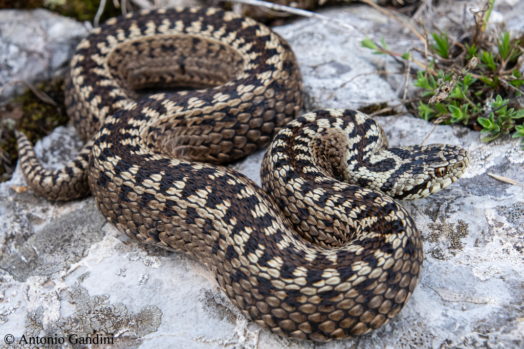 Vipera ursinii macrops in August 2022 by Antonio Gandini · iNaturalist