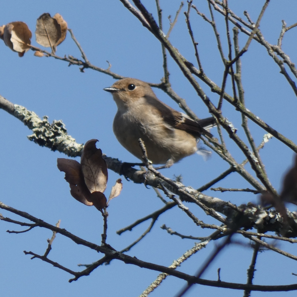 European Pied Flycatcher from Penamaior, 4595 Penamaior, Portugal on ...