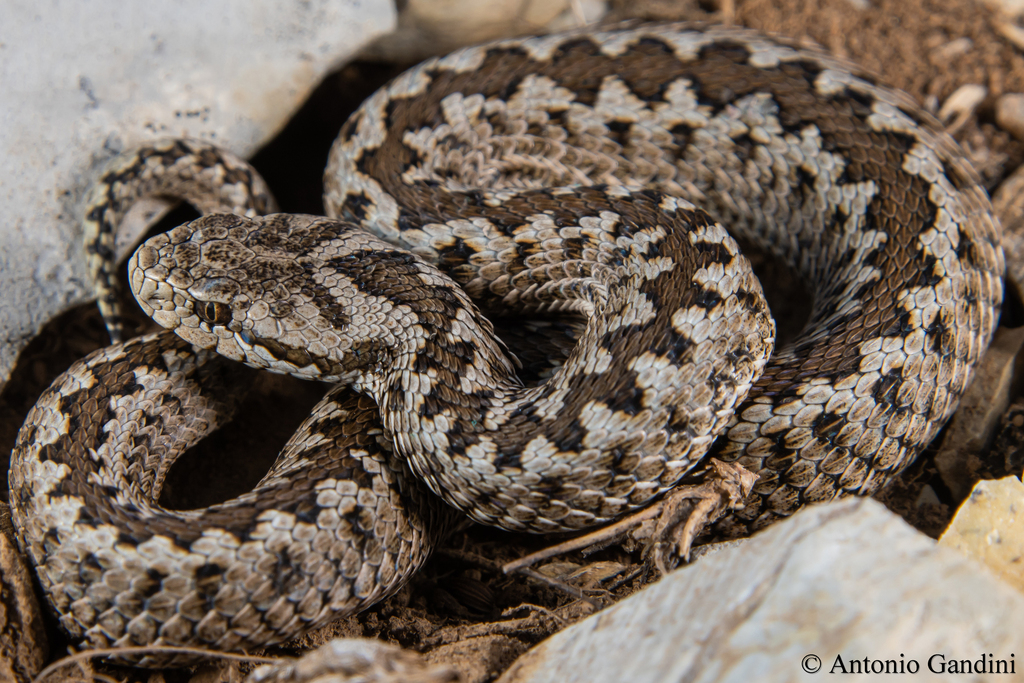 Greek Viper in August 2022 by Antonio Gandini · iNaturalist