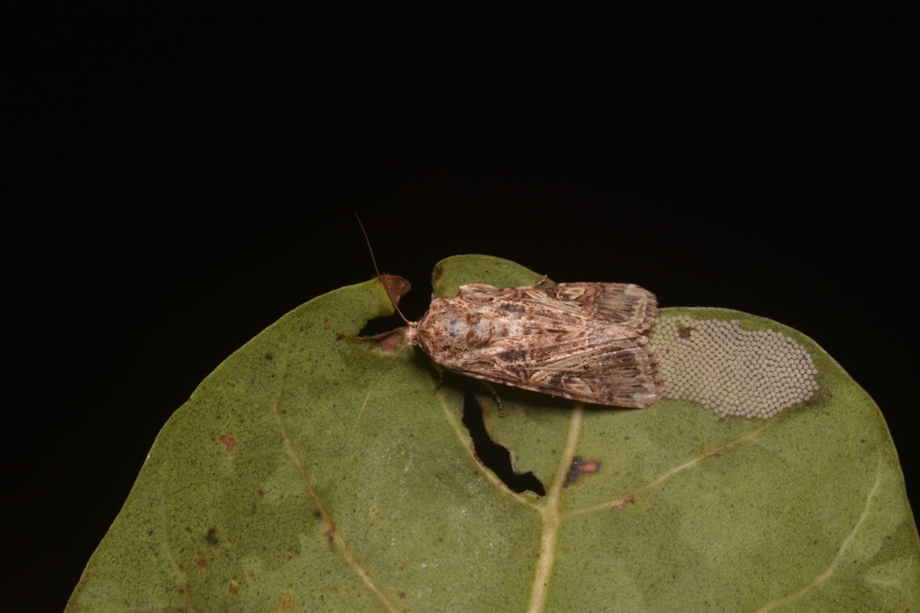 Velvet Armyworm Moth from Couva-Tabaquite-Talparo Regional Corporation ...