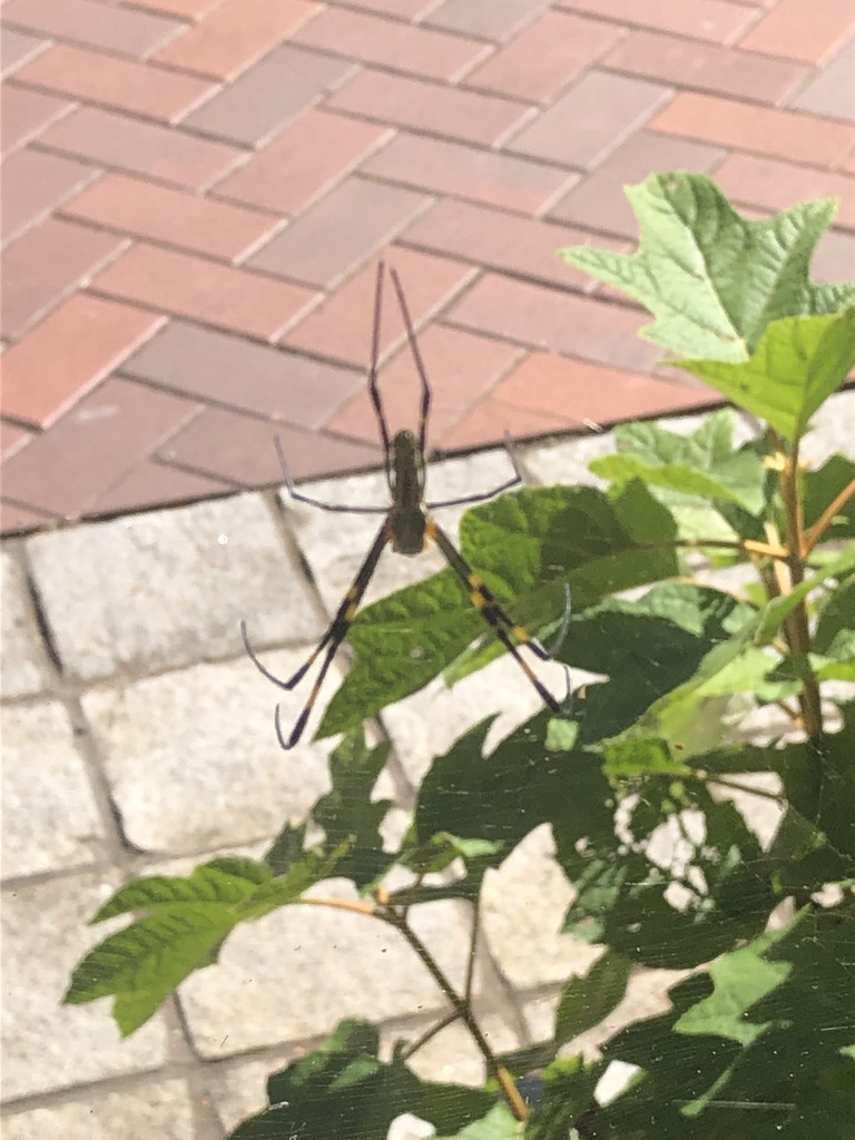 Joro Spider from Georgia Institute of Technology, Atlanta, GA, US on ...