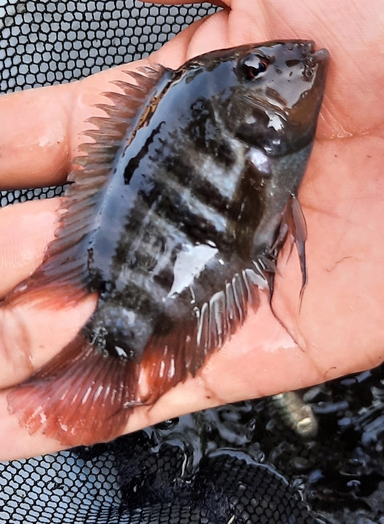 Convict Cichlid from Tlaltizapán de Zapata, MX-MR, MX on October 05 ...