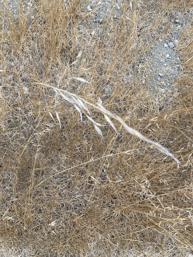 Pooideae from Santa Clara County, US-CA, US on October 05, 2022 at 07: ...