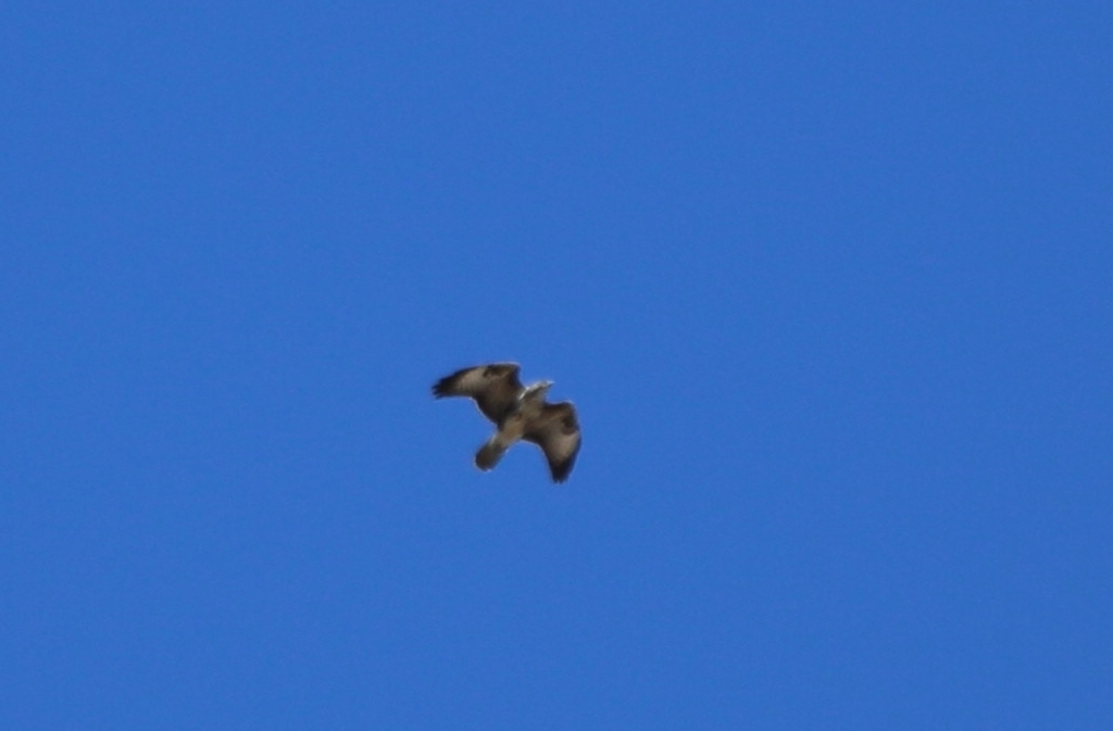 Common Buzzard from 63800 Cournon-d'Auvergne, France on October 05 ...