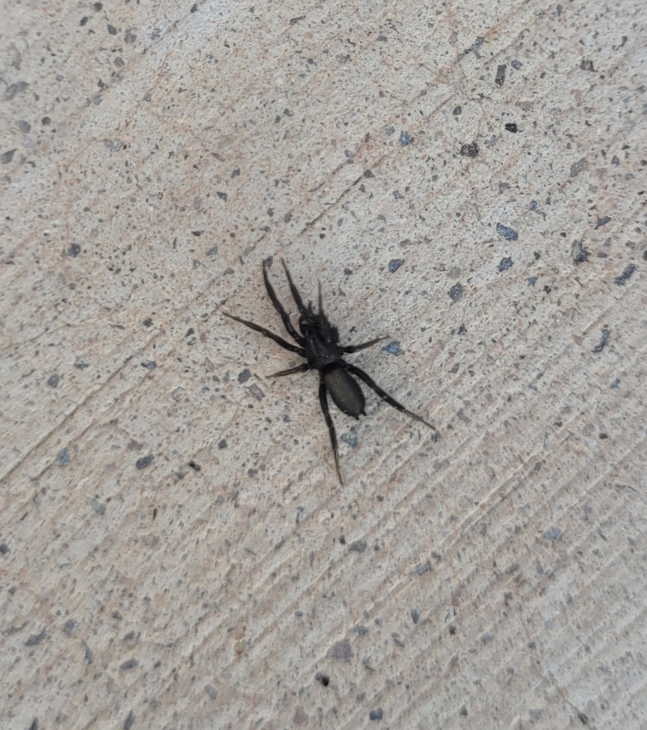 Ground Spiders from Calico Ridge, Henderson, NV, USA on October 04 ...