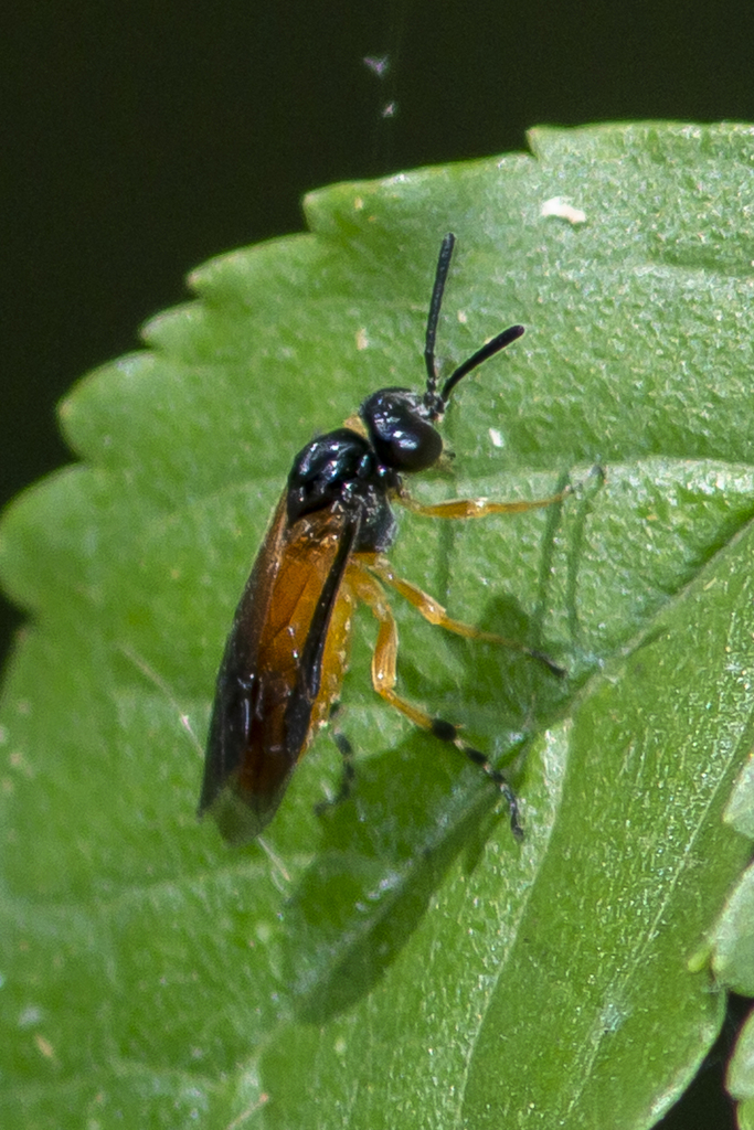 Athalia from Chelmsfordville, Gillitts, 3610, South Africa front garden ...