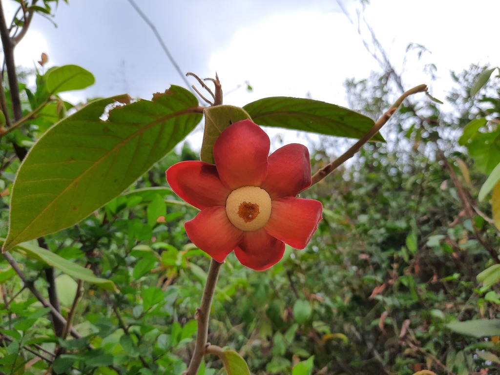 Large-flowered Uvaria from 香港南丫島 on April 18, 2020 at 12:14 PM by Chik ...