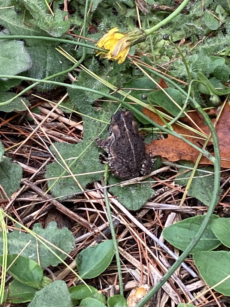Fowler's Toad from Gifford St, Falmouth, MA, US on October 05, 2022 at ...