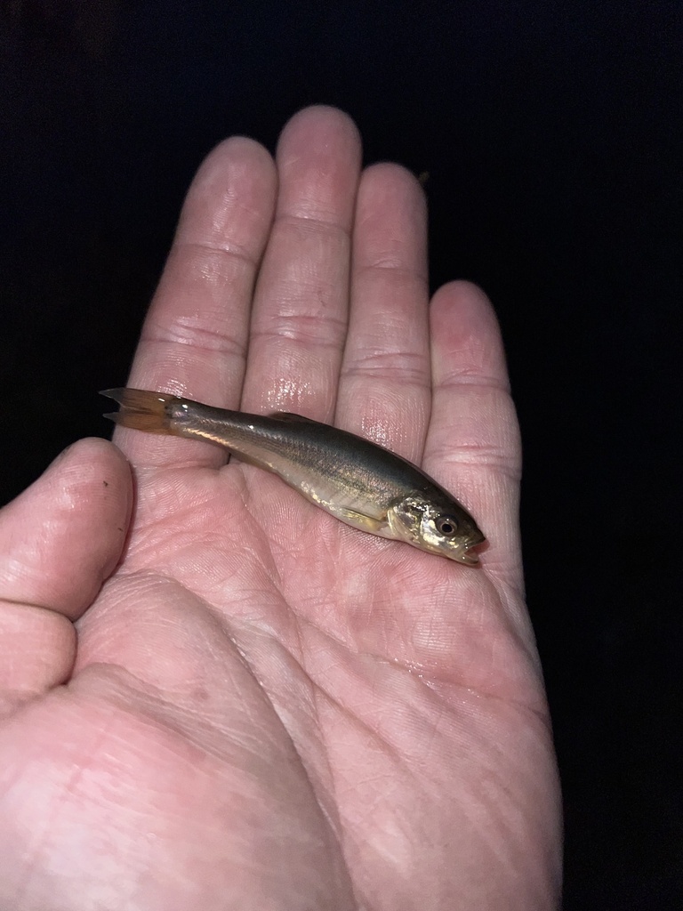 Finescale Dace from Massena, NY, US on October 1, 2022 at 07:15 PM by ...