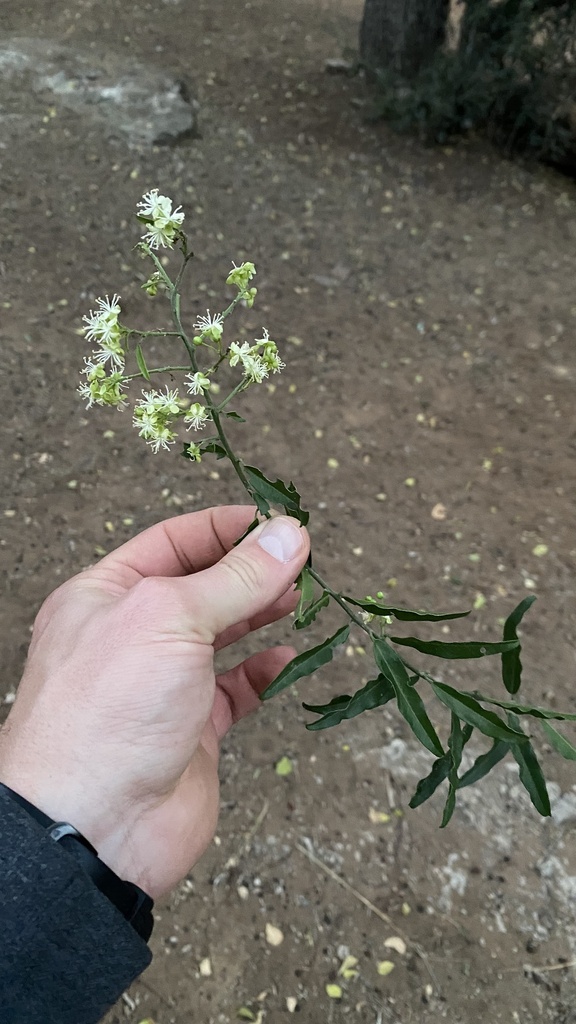 Narrow-Leaved Caperbush from UMkhuze Game Reserve, Mkuze, KZN, ZA on ...