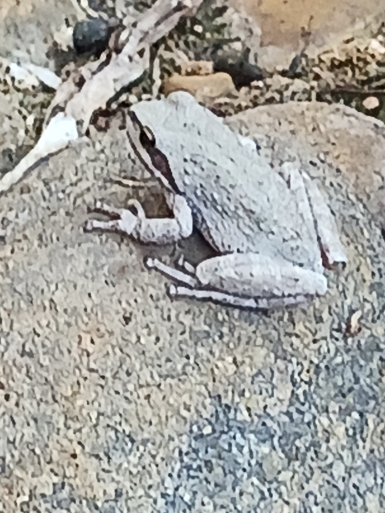 Baja California Tree Frog from Serra Mesa, San Diego, CA, USA on ...