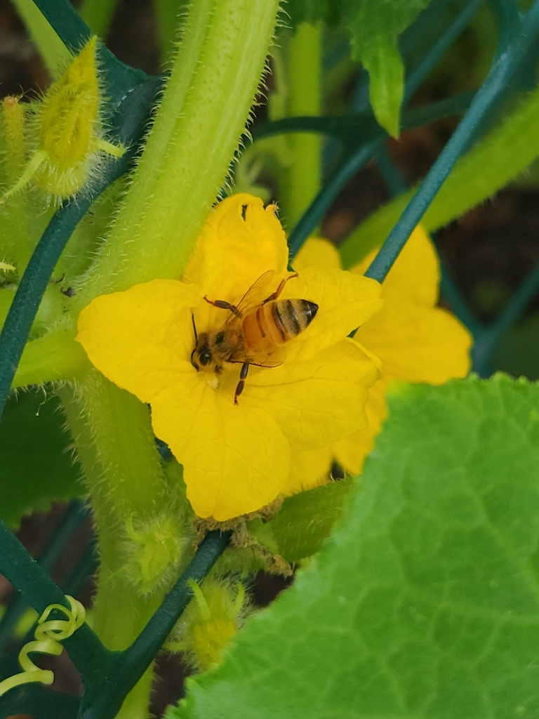 Western Honey Bee from Cottage Grove, MN 55016, USA on October 4, 2022 ...