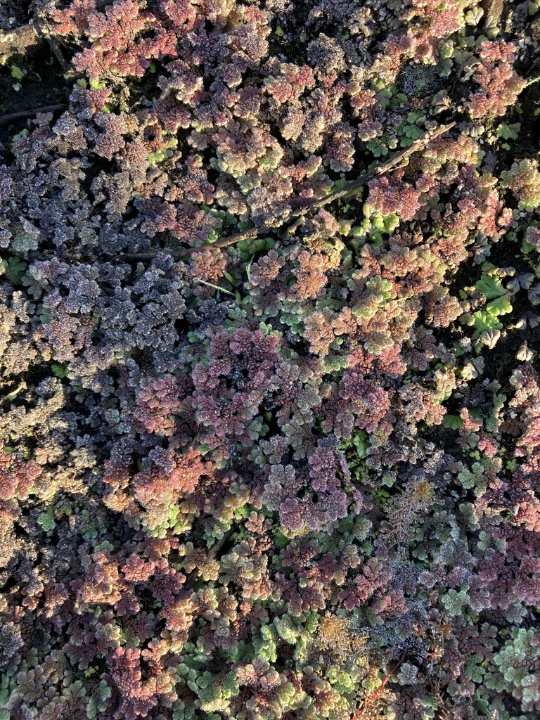 Red Azolla from Winton Swamp, Winton North, VIC, AU on March 21, 2022 ...