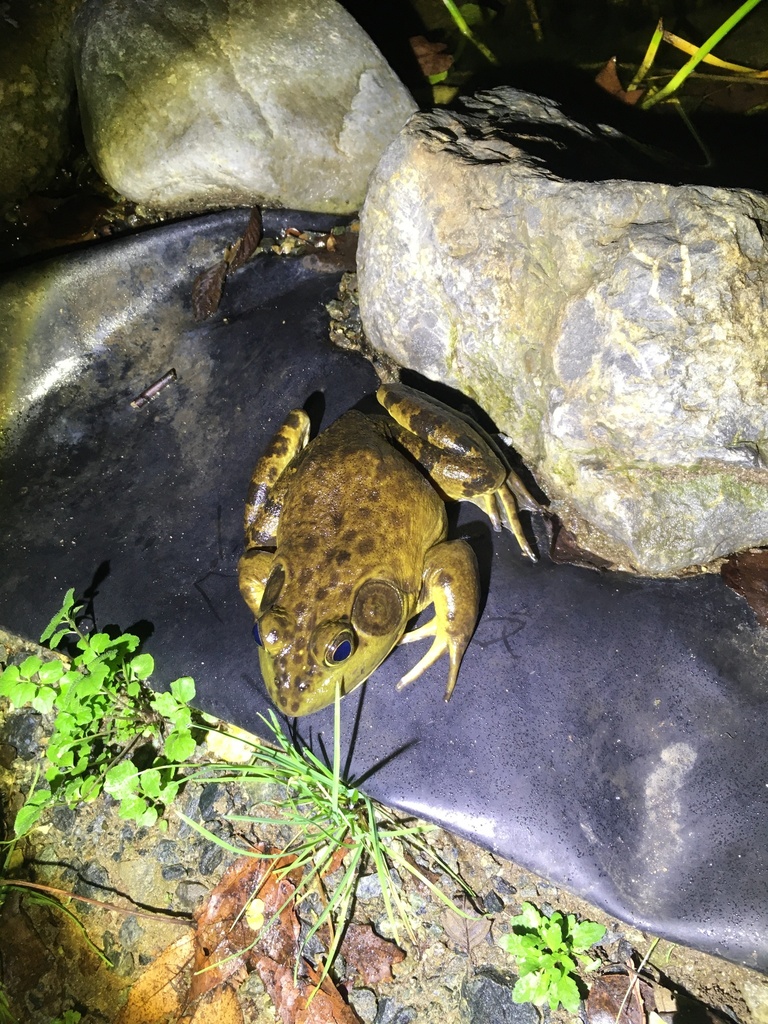 American Bullfrog from S Dupont Hwy, Smyrna, DE, US on October 05, 2022 ...