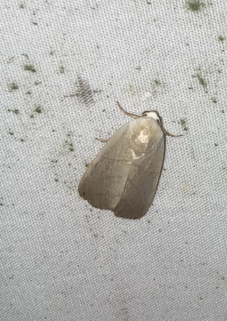 Bagisara buxea from Denain Dr, Corpus Christi, TX, US on October 5 ...