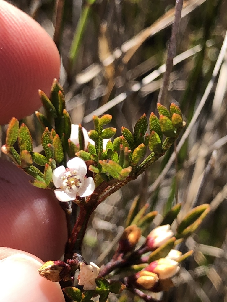 Cyanothamnus quadrangulus from Gibraltar Range National Park, Moogem ...