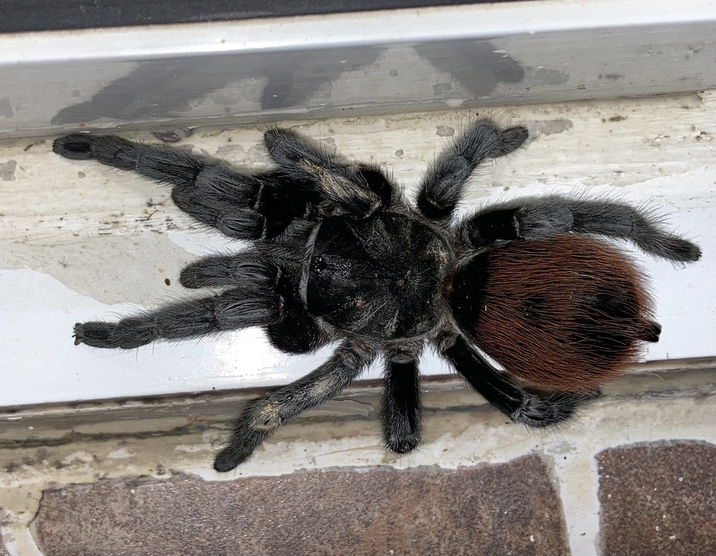 Mexican Red-rump Tarantula in October 2022 by José Rogelio Cedeño ...