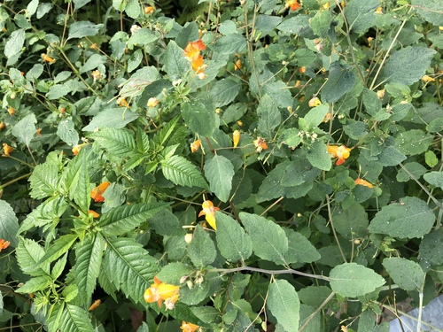 Observações de creoline · BioDiversity4All